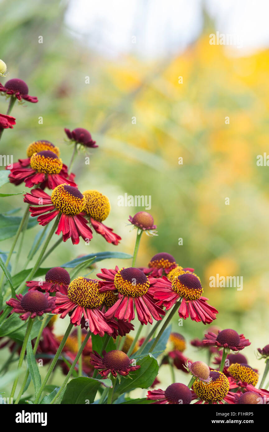 Helenium 'Ruby Tuesday'. Helens Flower. Sneezeweed flowers Stock Photo ...