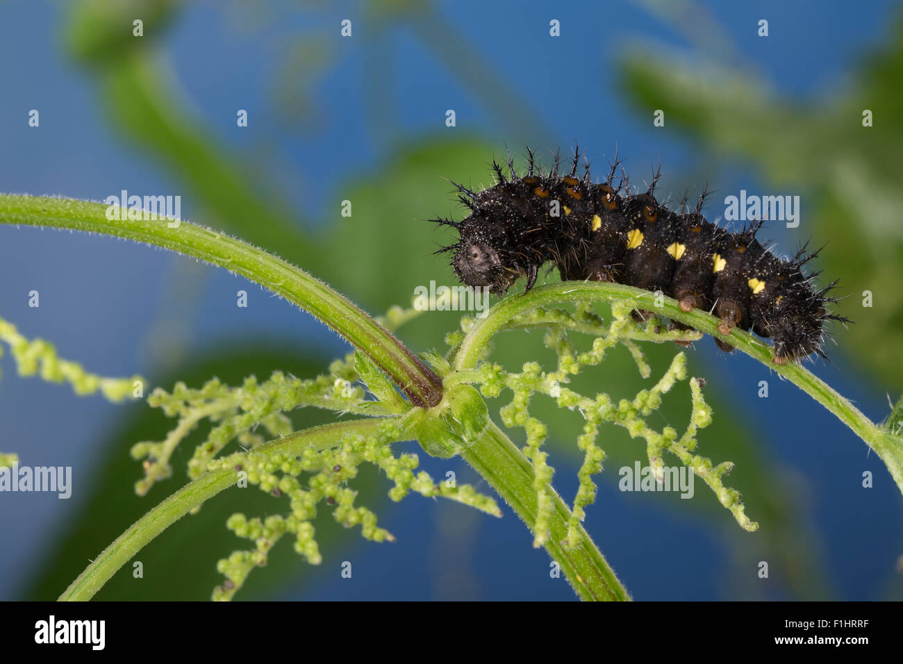 Admiral raupe hi-res stock photography and images - Alamy