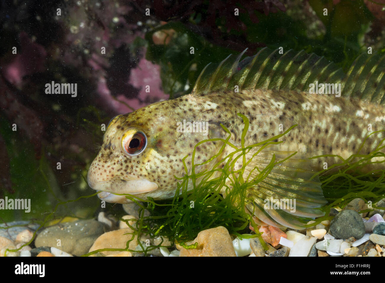 Shanny, combtooth blenny, Schan, Schleimlerche, Lipophrys pholis ...