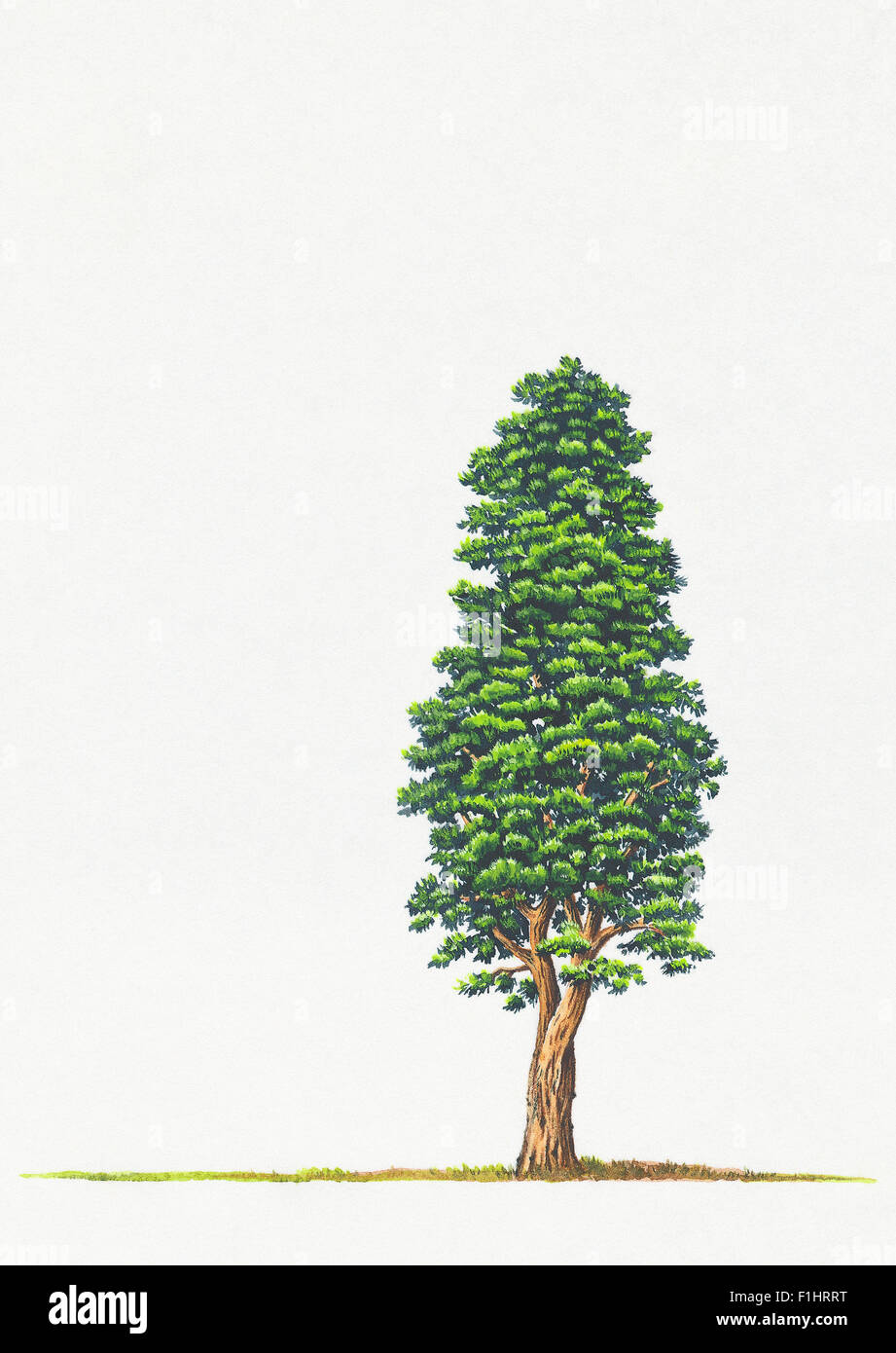 Cupressus lusitanica (Cedar of goa Stock Photo - Alamy