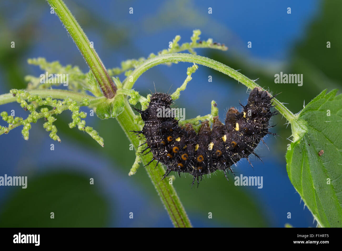 Red admiral, caterpillar, Admiral, Raupe frisst an Brennnessel-Blatt ...