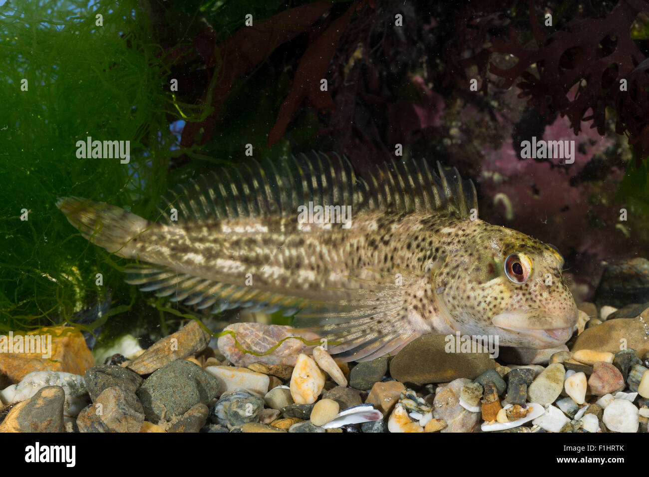 Shanny, combtooth blenny, Schan, Schleimlerche, Lipophrys pholis ...
