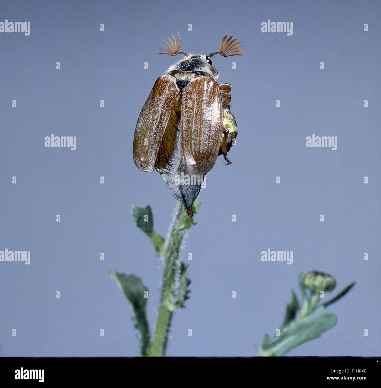 Cockchafer beetle (Melolontha melolontha) unfastening its wings ...