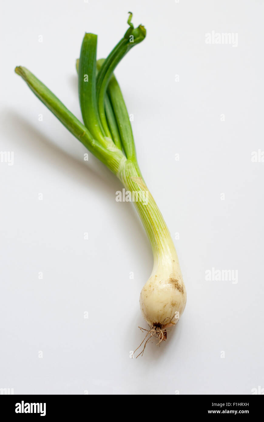 Still life food image of organic Spring onion vegetable against a white ...