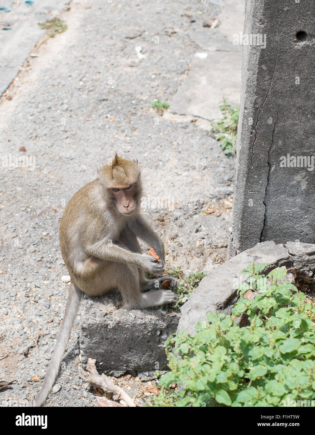 Monkey little monkey hi-res stock photography and images - Alamy