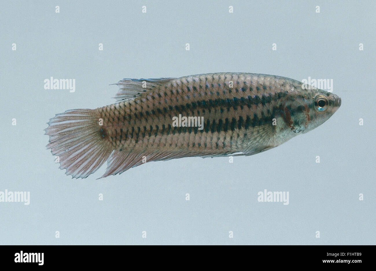 Side view of a brown female Siamese Fighting fish with short fins Stock ...