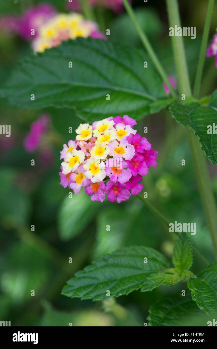 Lantana camara flowers Stock Photo - Alamy