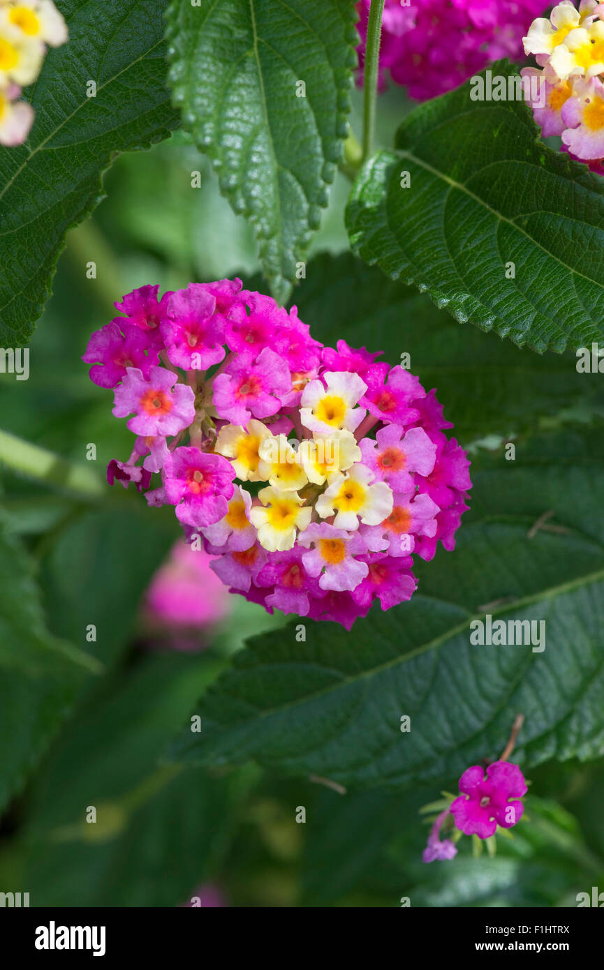 Lantana camara flowers Stock Photo - Alamy