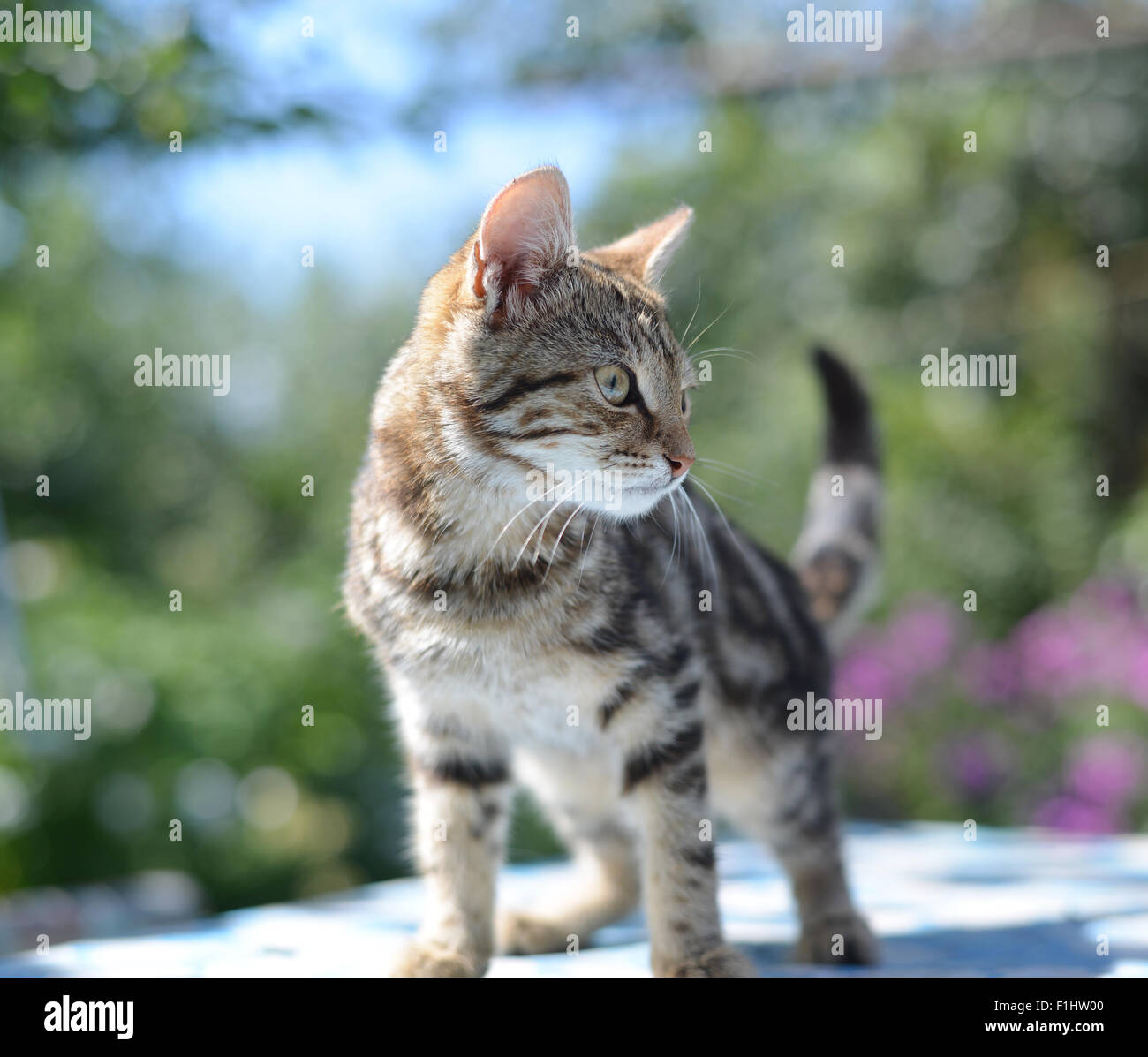 Portrait of leopard print cat in nature Stock Photo - Alamy