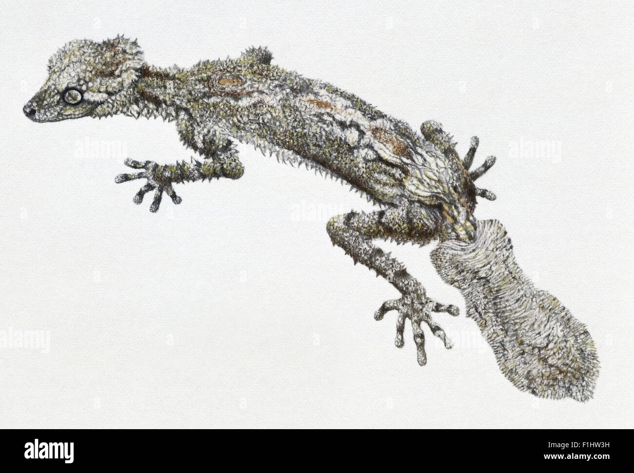 A green grey prickly lizard Stock Photo - Alamy