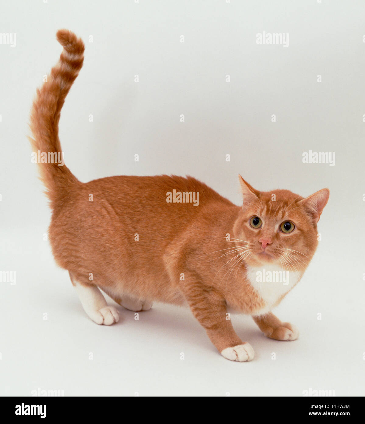 Ginger and white tom cat looking apprehensive Stock Photo - Alamy