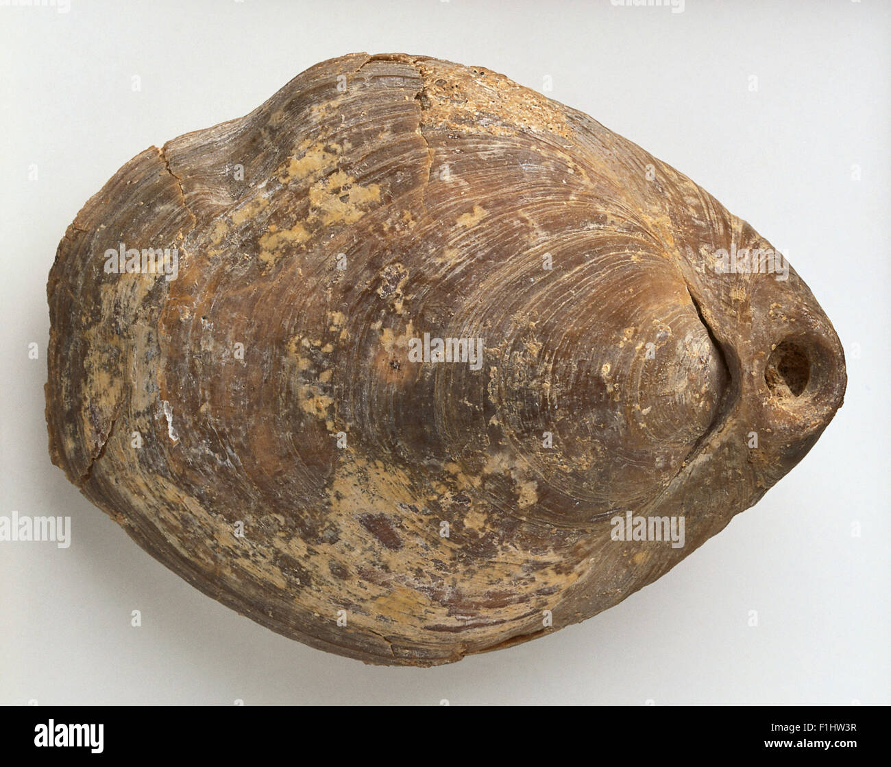 Fossilised shell of Terebratula maxima Stock Photo - Alamy