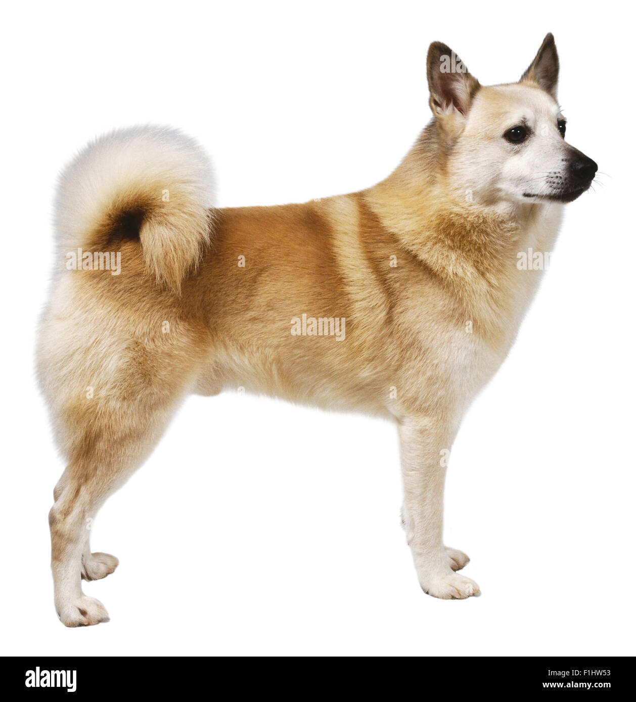 Norsk buhund hi-res stock photography and images - Alamy