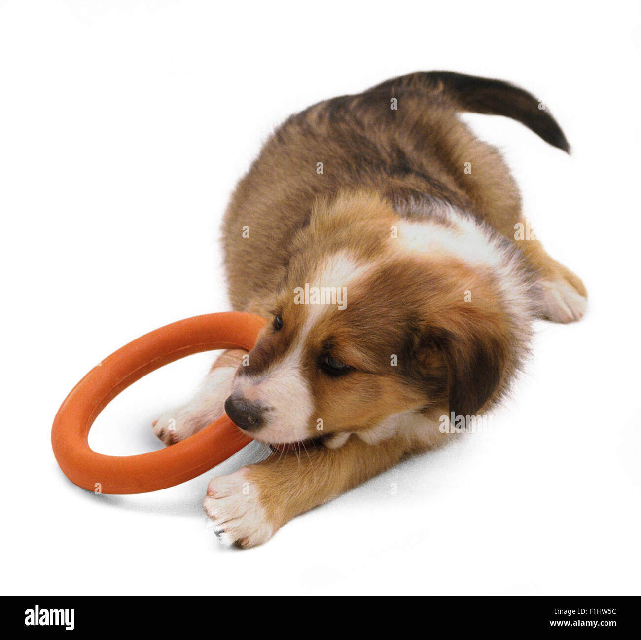 Gnawing a hi-res stock photography and images - Alamy