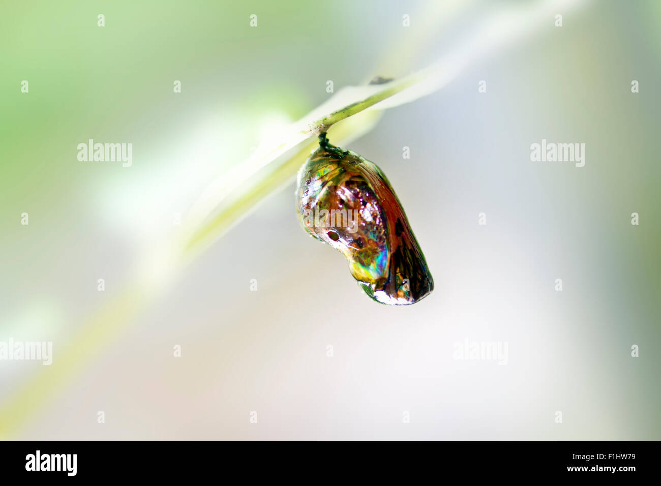 Chrysalis butterfly hi-res stock photography and images - Alamy