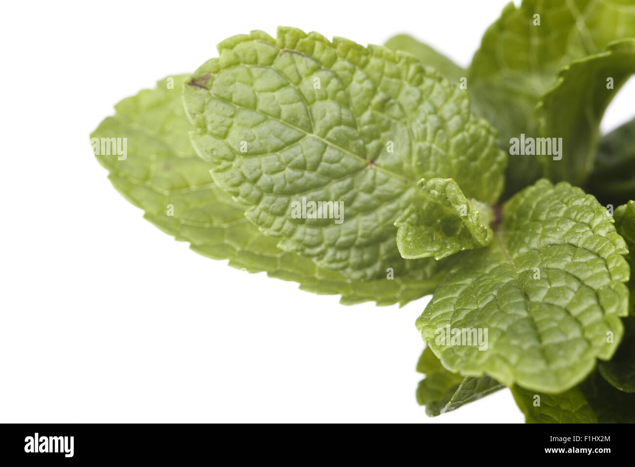 sprig of mint Stock Photo - Alamy