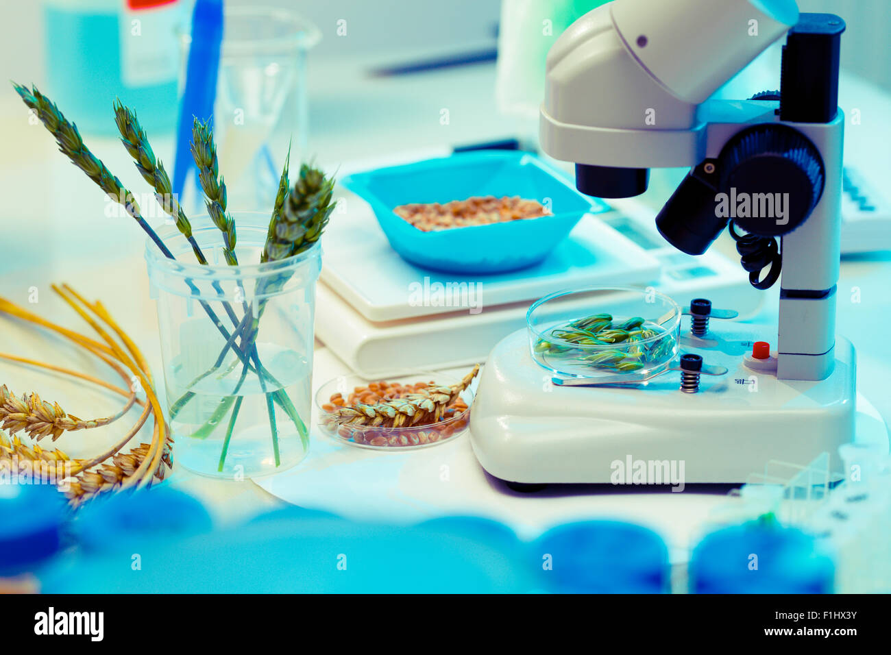 Corn in laboratory quality control hi-res stock photography and images ...