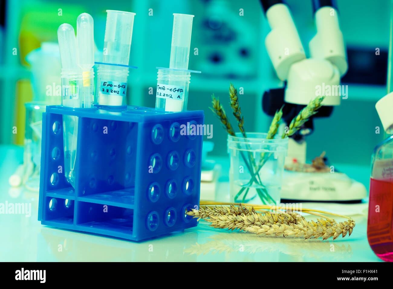 Research of GMO wheat in the laboratory Stock Photo - Alamy