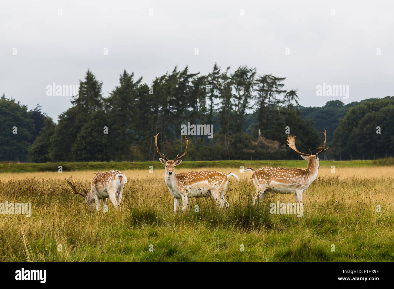 Tatton park in knutsford hi-res stock photography and images - Alamy