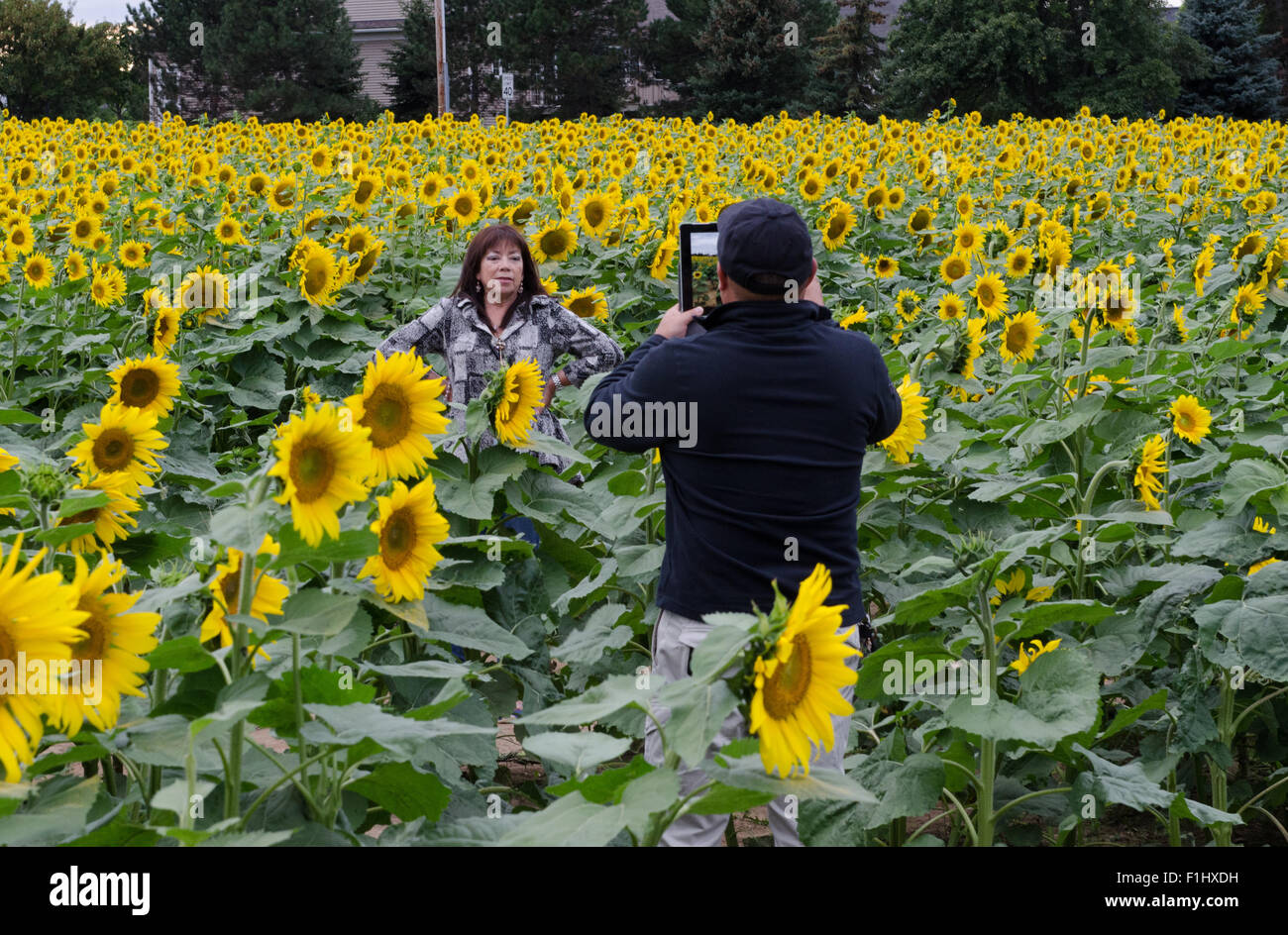 Man taking picture of Sunflower field with SLR camera Stock Photo - Alamy