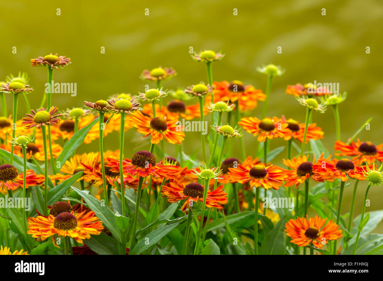 Helenium autumnale common sneezeweed hi-res stock photography and ...