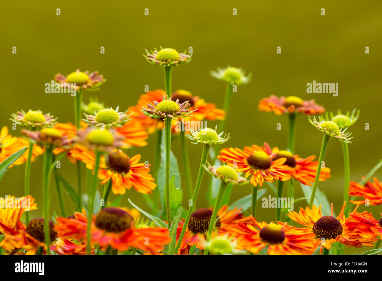 Helenium autumnale sneezeweed hi-res stock photography and images - Alamy