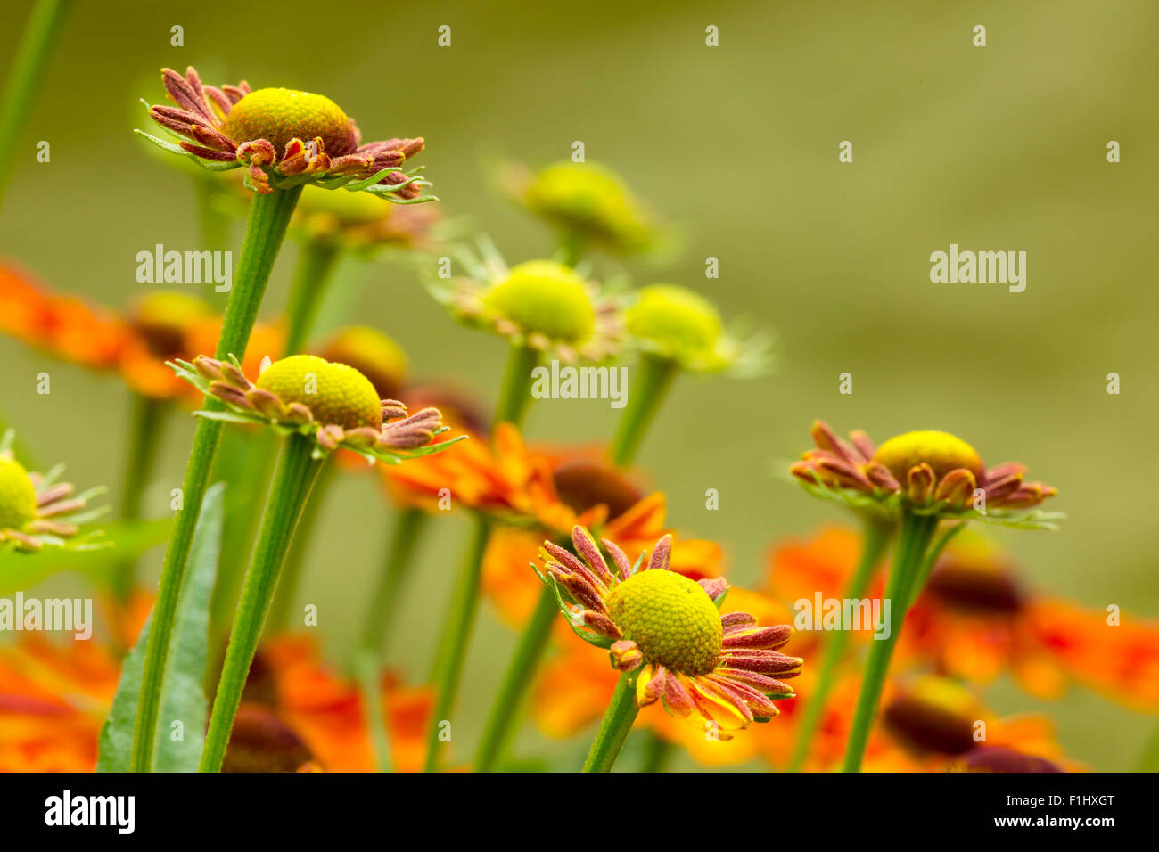 Sneezeweed hi-res stock photography and images - Alamy