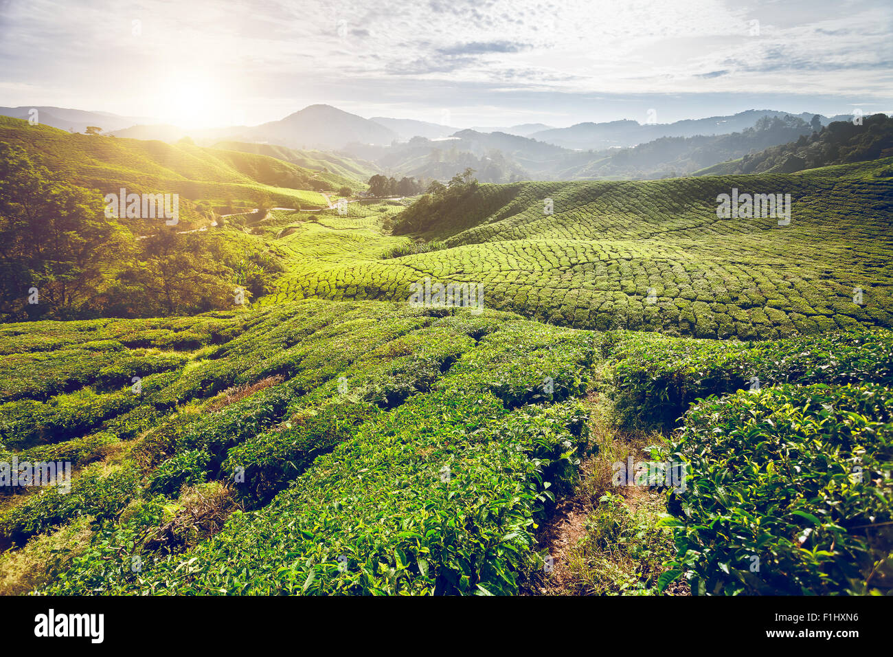 Tea plantation in Cameron highlands Stock Photo - Alamy