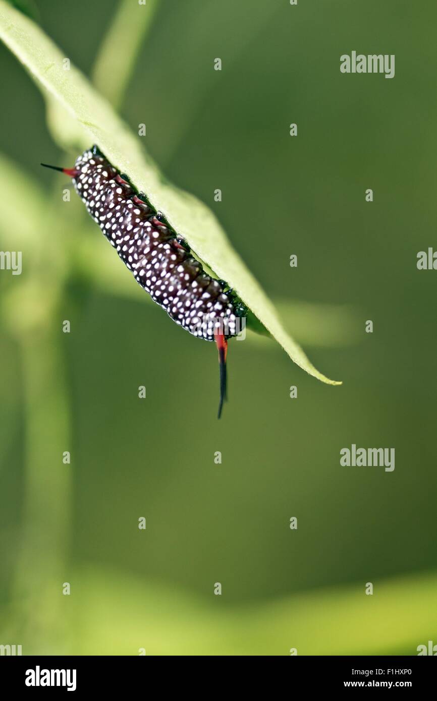 Small white butterfly larva hi-res stock photography and images - Alamy
