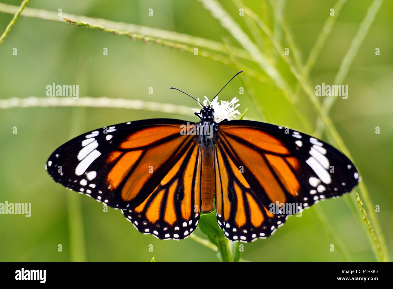 Monarch magnificent butterfly hi-res stock photography and images - Alamy