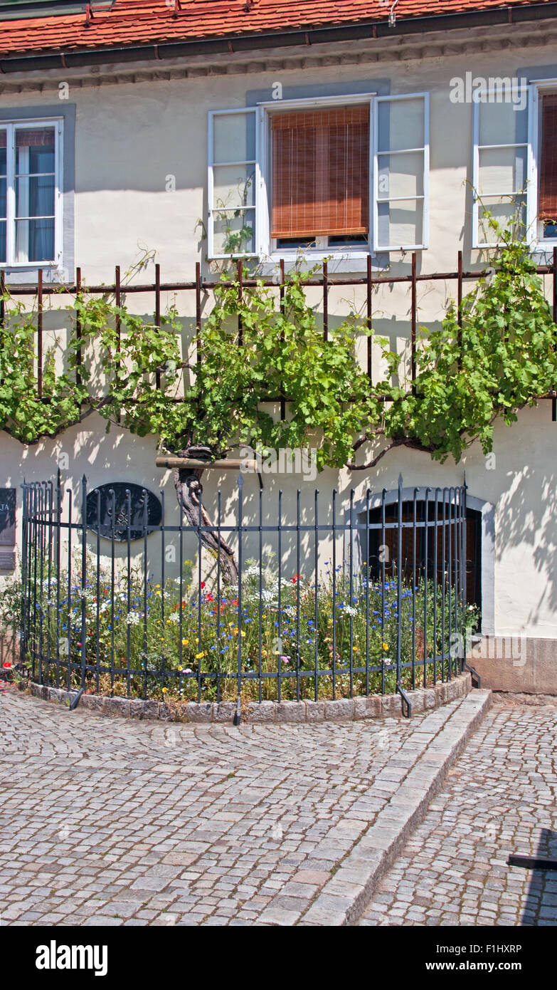 Maribor, Stajerska, Slovenia, Europe, Oldest Grape Vine in the World ...
