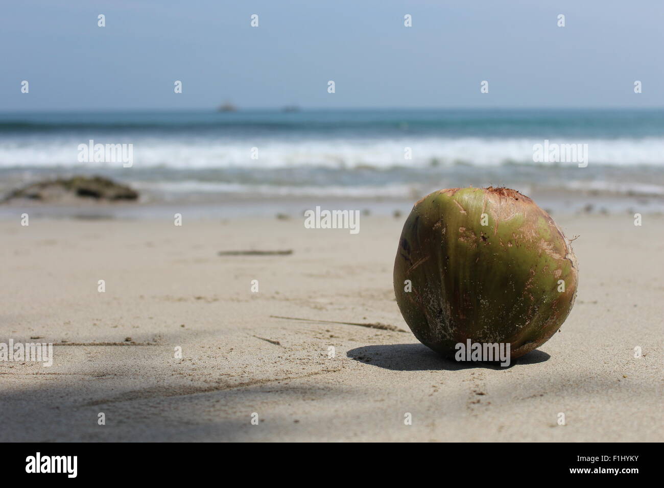 coconut on the beach Stock Photo - Alamy