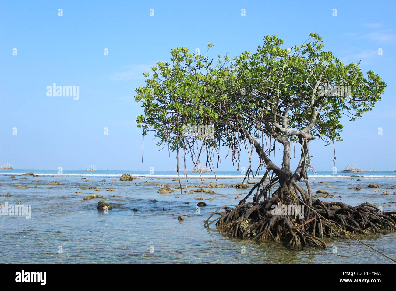mangroove tree on the beach Stock Photo - Alamy
