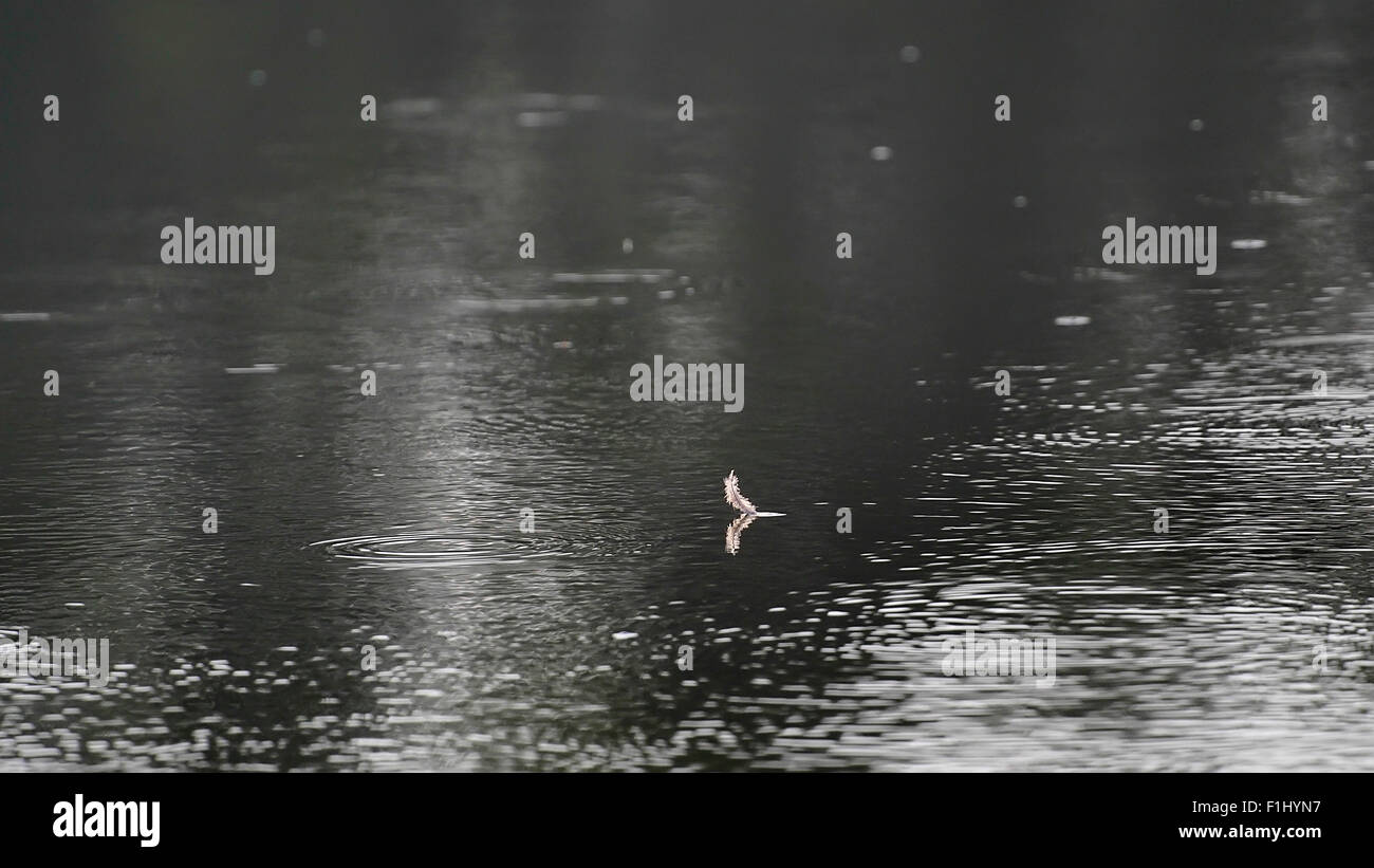 A single feather floating in calm waters Stock Photo - Alamy