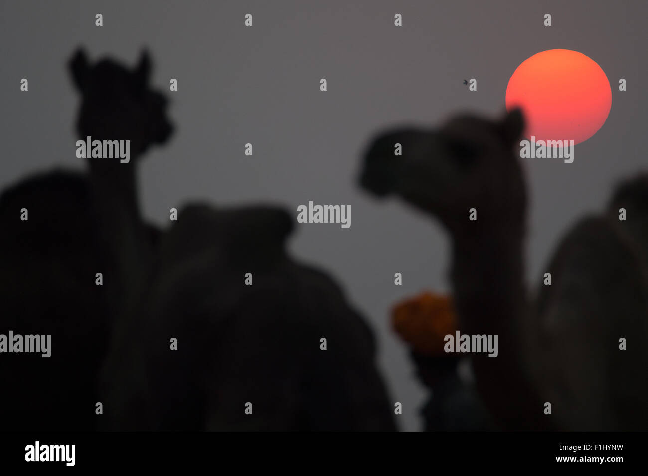 Camel with setting sun hi-res stock photography and images - Alamy