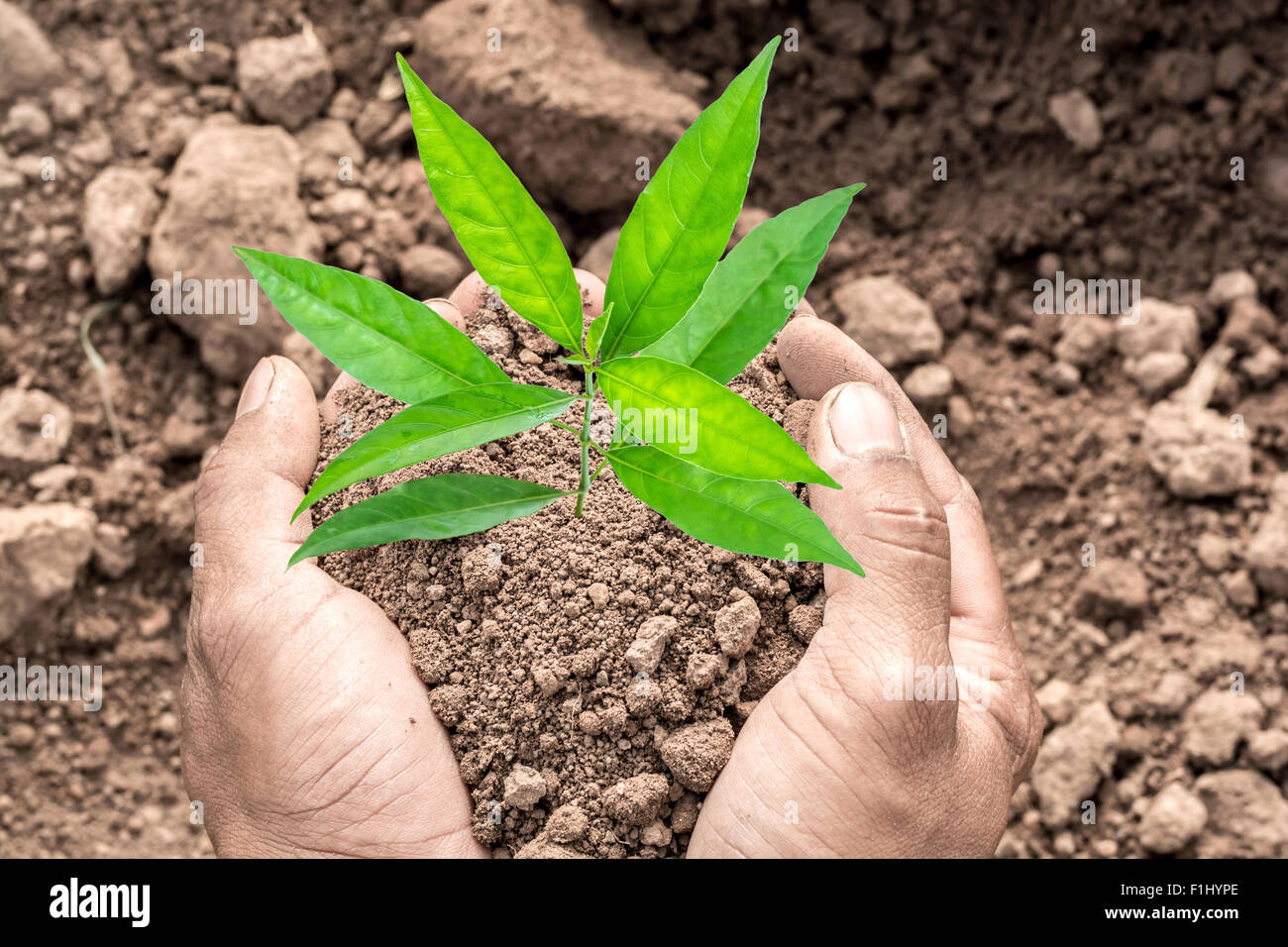 hands holding small young tree Stock Photo - Alamy