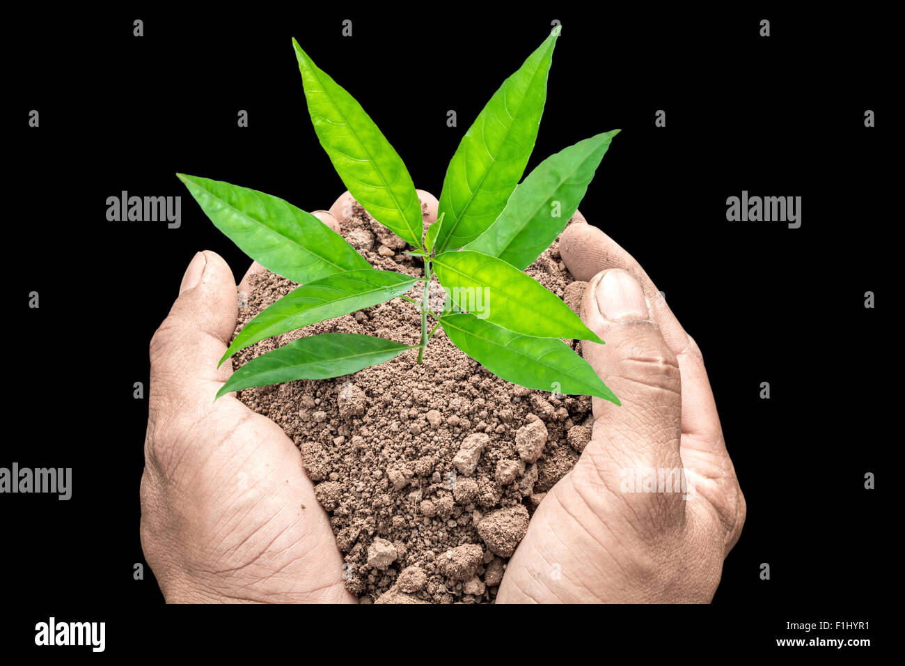 hands holding small young tree isolated on a black background Stock ...