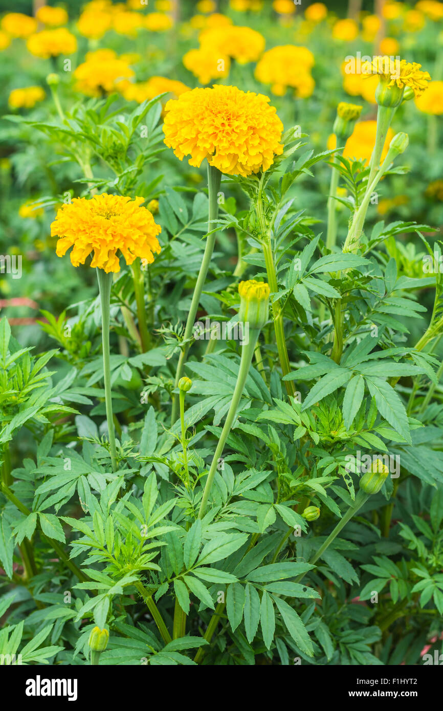 Mexican marigold hi-res stock photography and images - Alamy