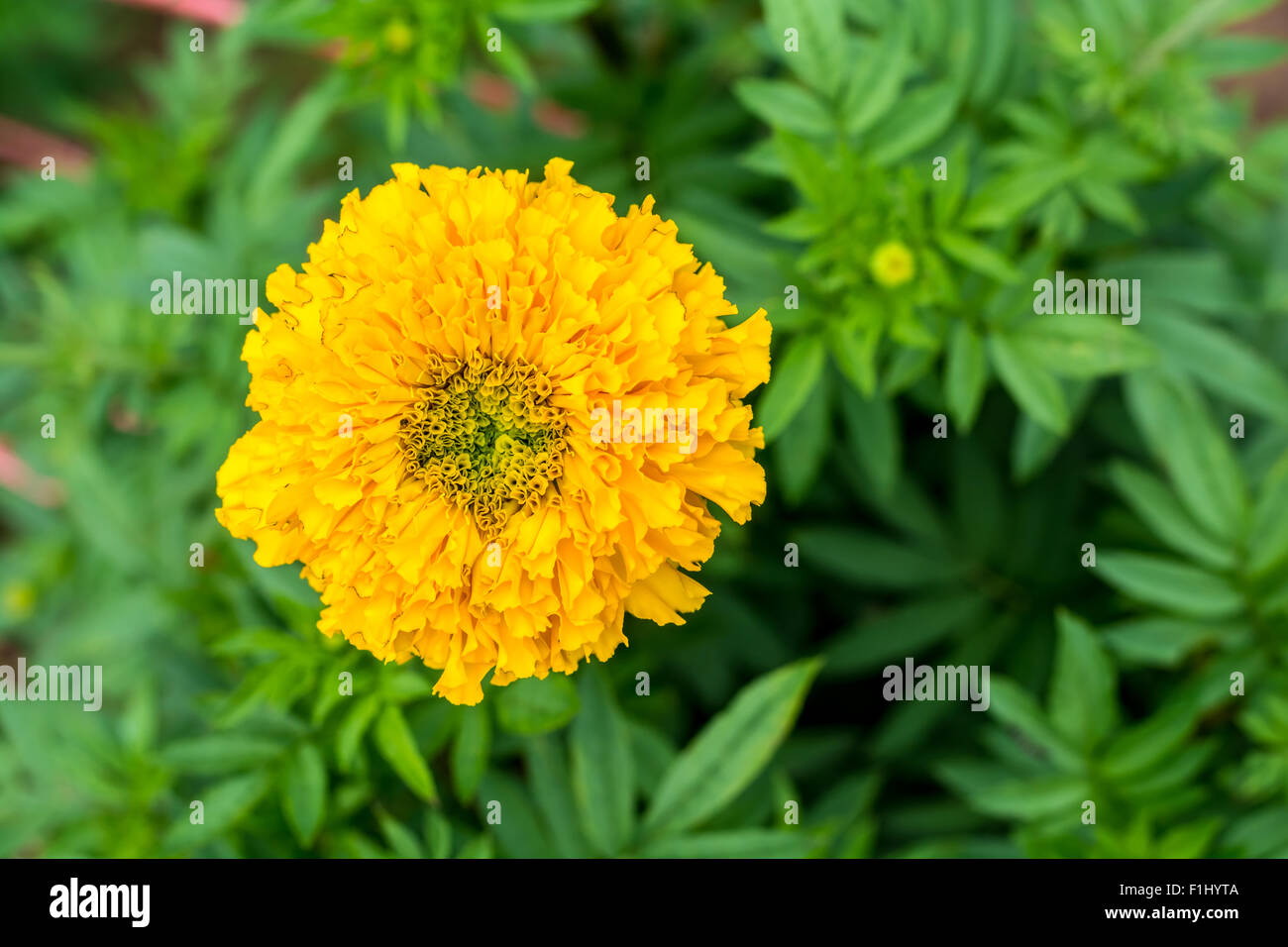 African marigold mexican marigold aztec hi-res stock photography and ...