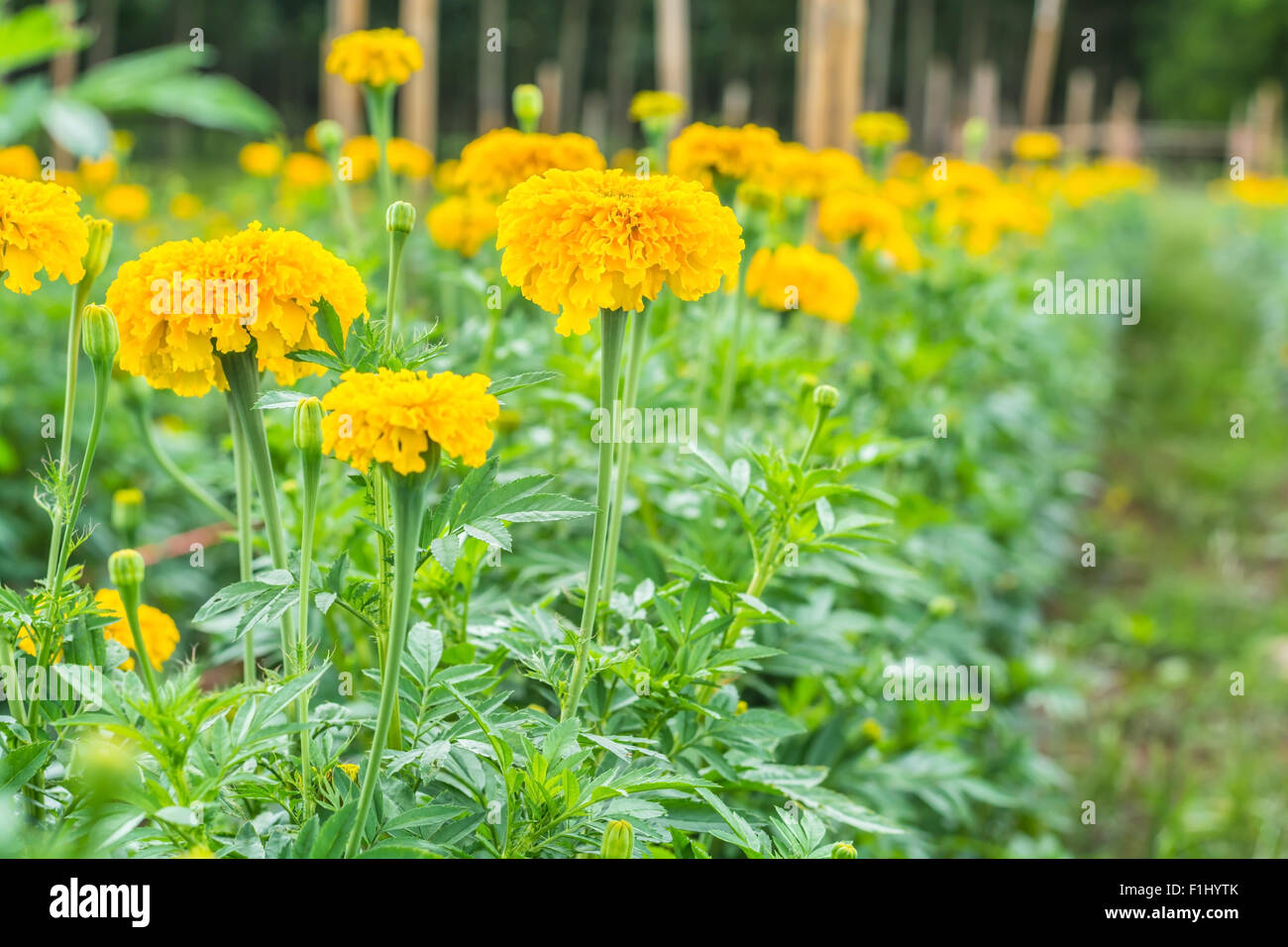Marigolds (Tagetes erecta, Mexican marigold, Aztec marigold, African ...