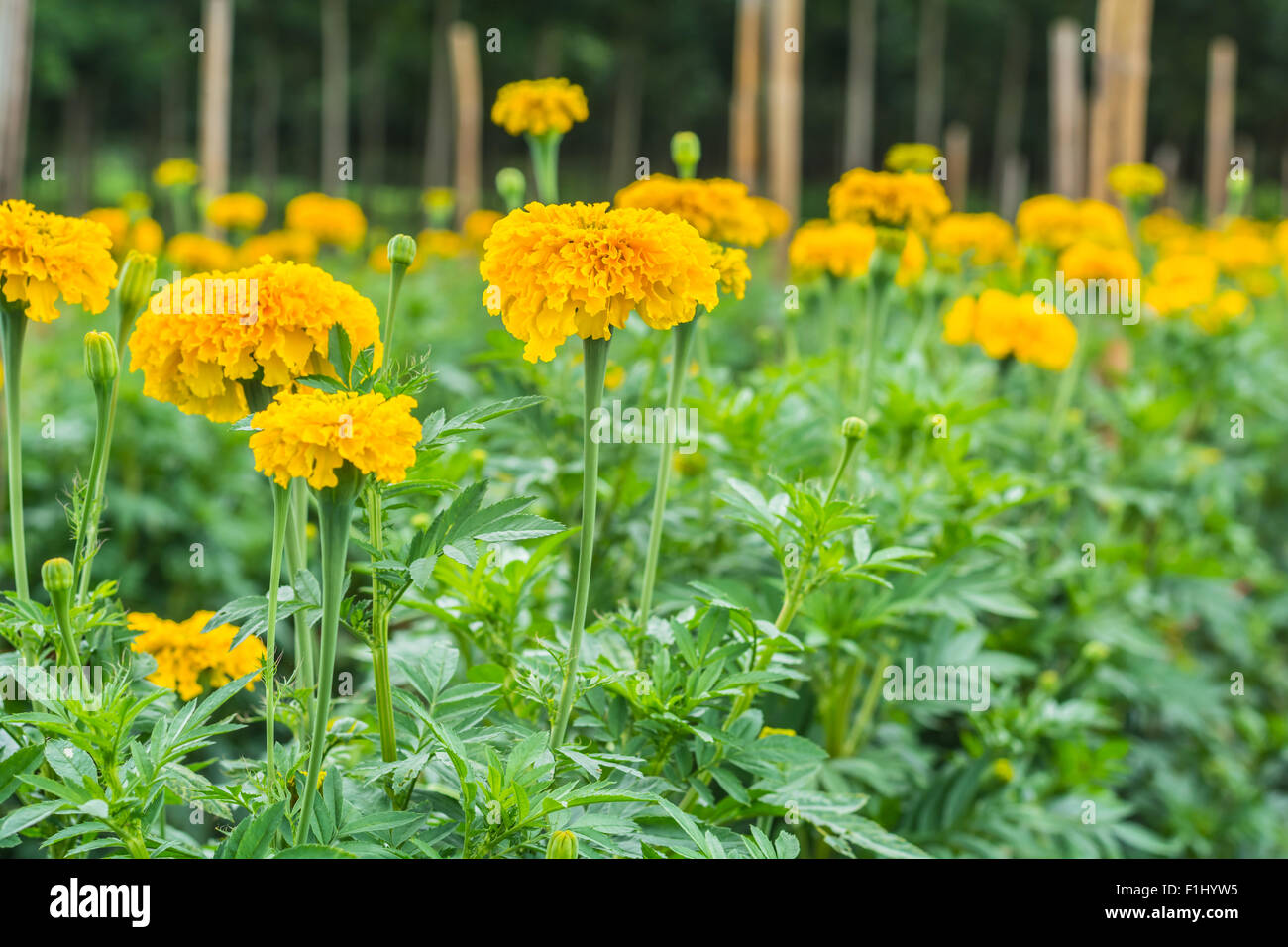 African marigold mexican marigold aztec hi-res stock photography and ...
