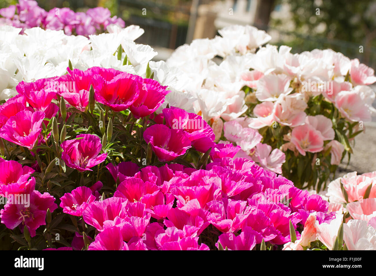 Spring flowers in Israel Stock Photo - Alamy