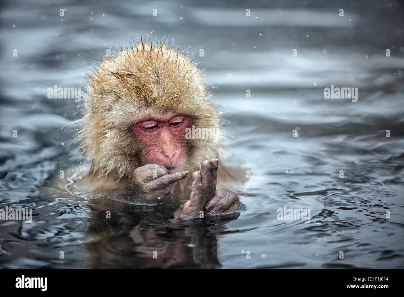 Monkey swim in water hi-res stock photography and images - Alamy