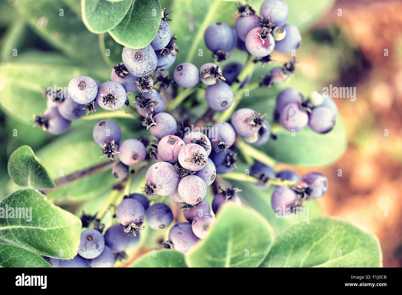 Conifer berry hi-res stock photography and images - Alamy