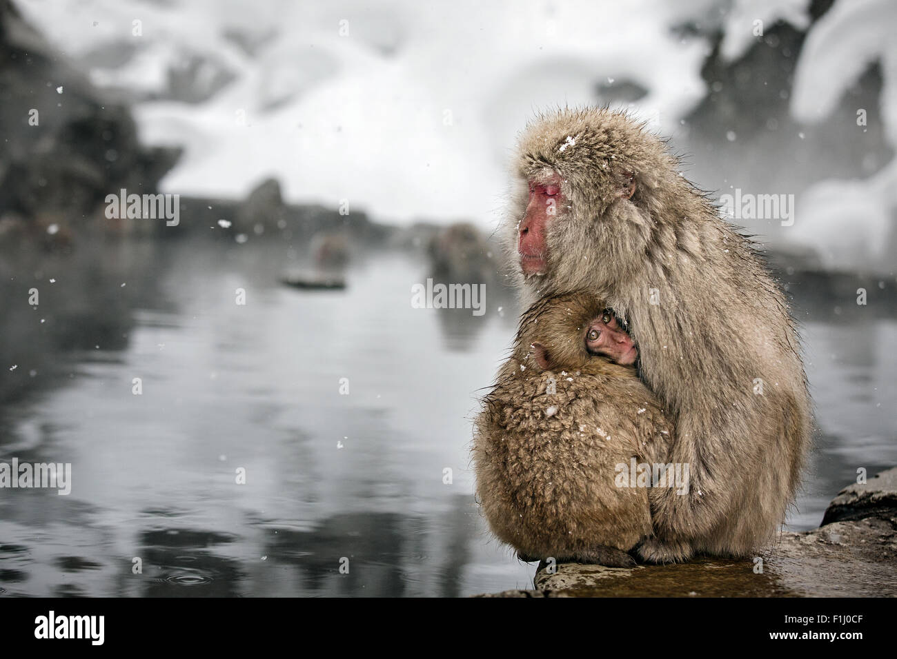 Monkeys hugging hi-res stock photography and images - Alamy