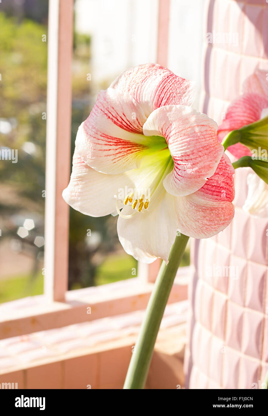 Hippeastrum stigma hi-res stock photography and images - Alamy
