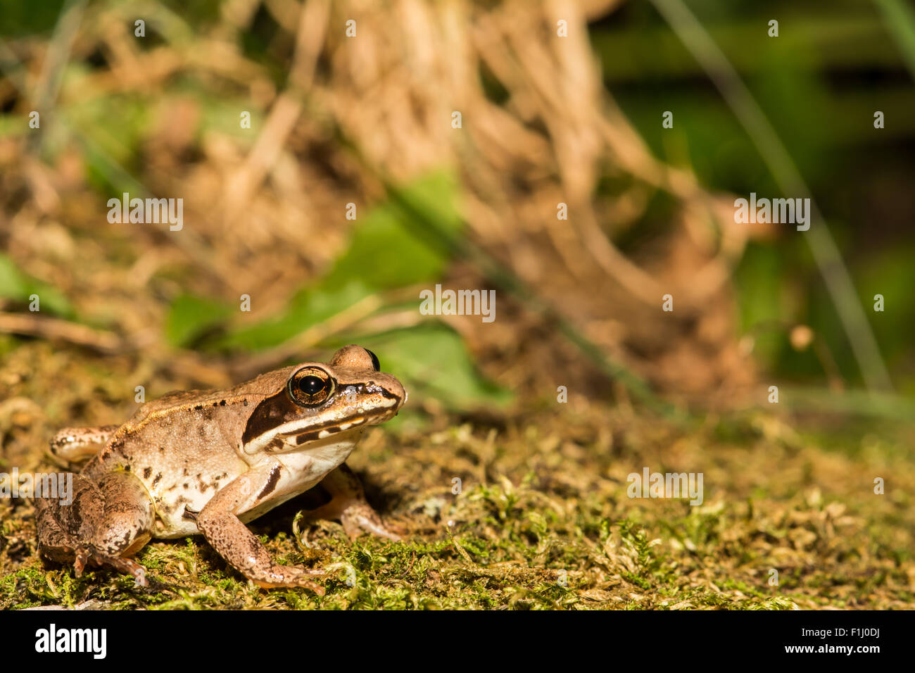 Adult wood frog rana sylvatica hi-res stock photography and images - Alamy