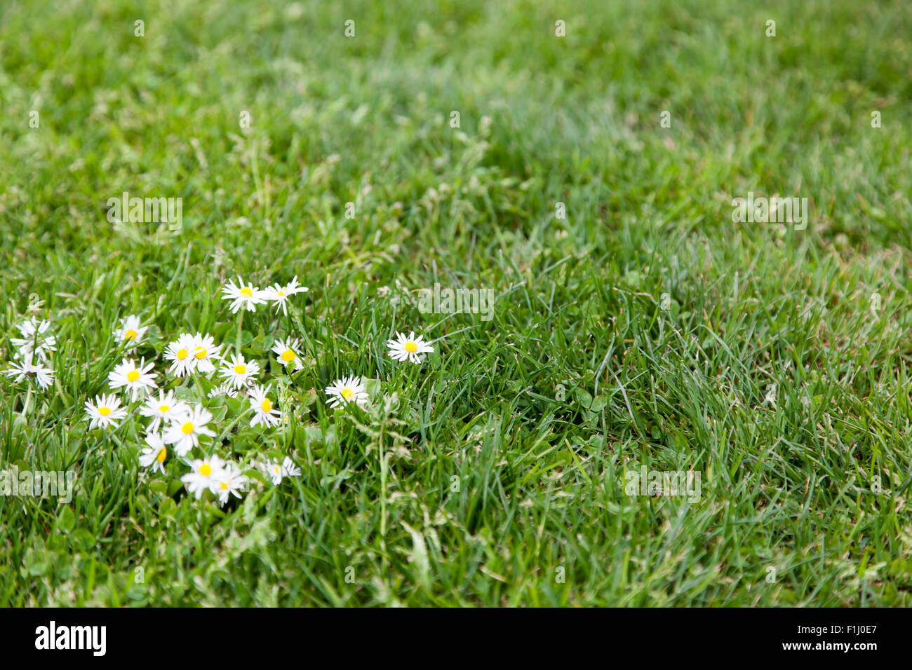 A group of wild daises growing together in the cut grass of a lawn in ...
