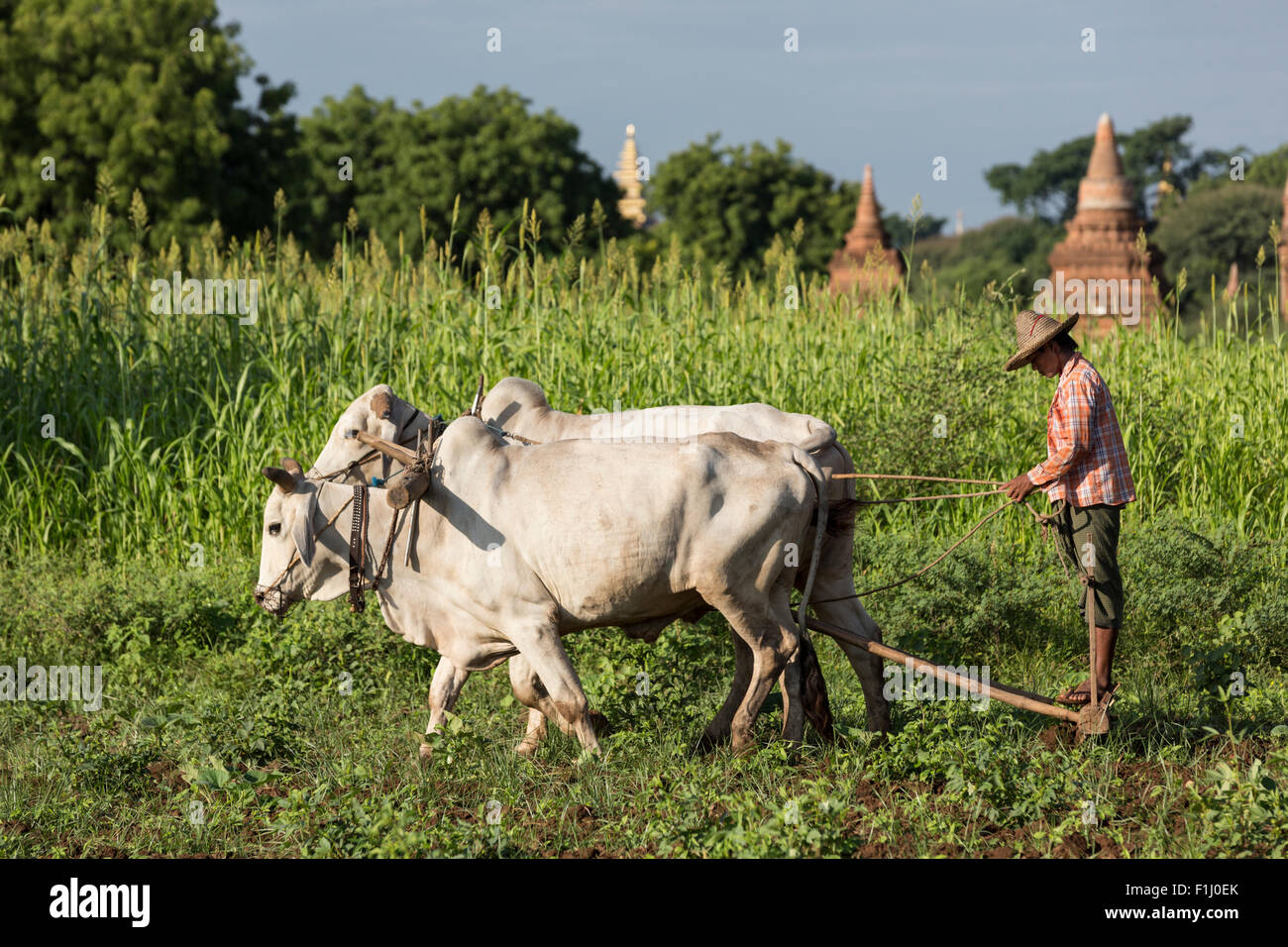 Farmer plows field in front of Bagan stupas with ox-drawn plow. Taken ...