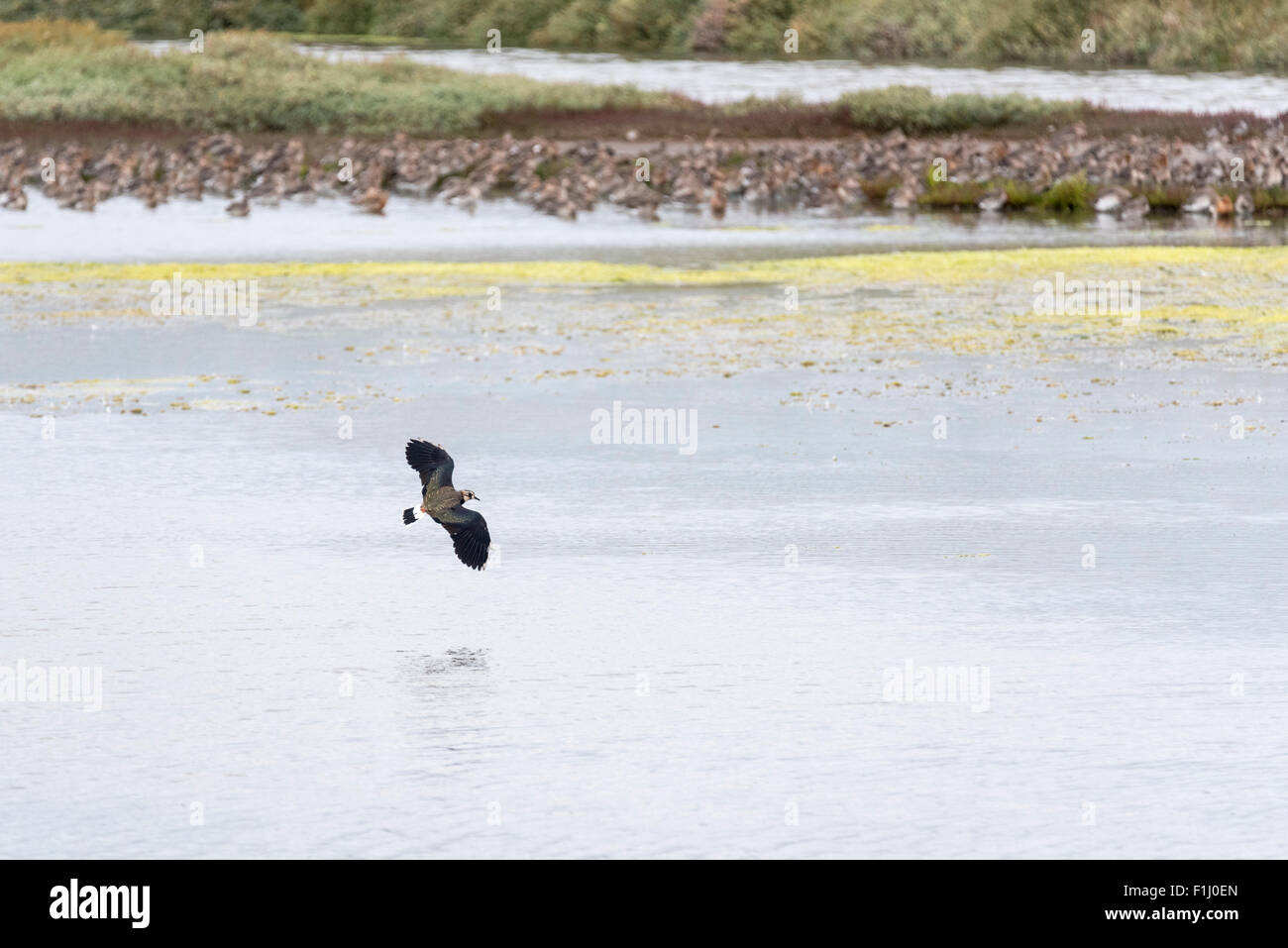Two tree island nature reserve essex hi-res stock photography and ...